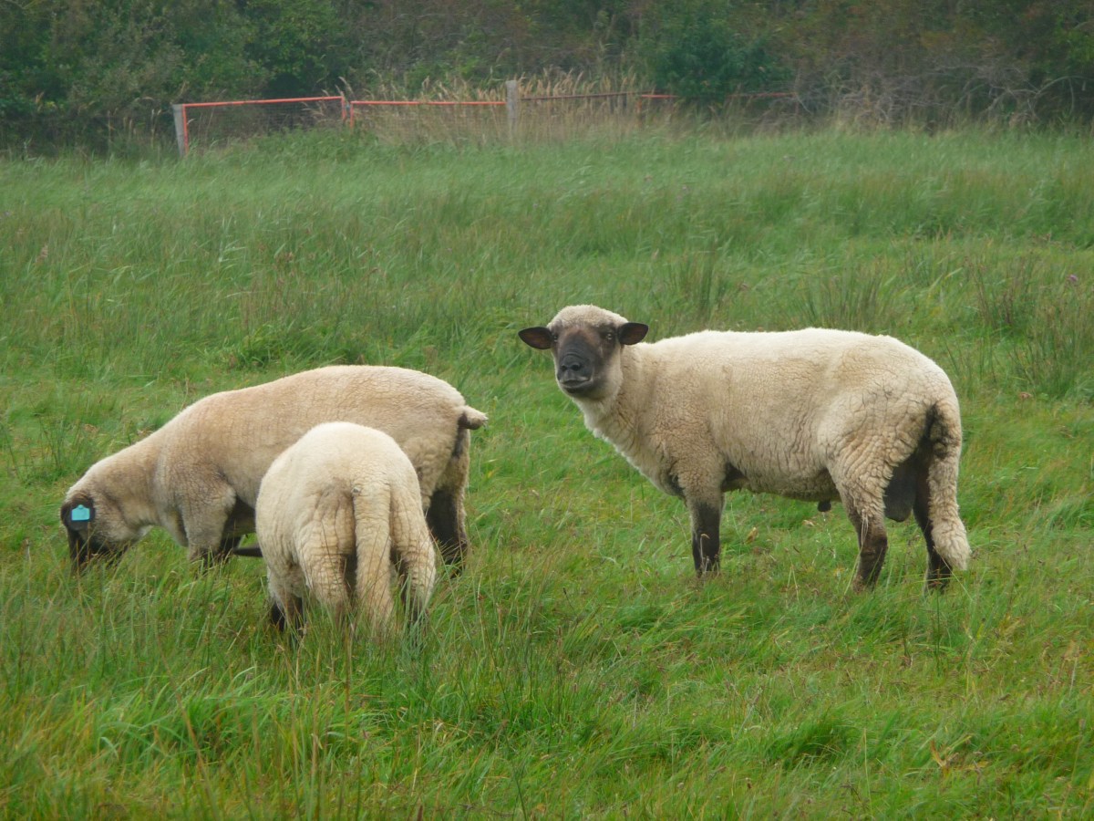 No Sheep Left Behind – Hopping Hadrian's Wall